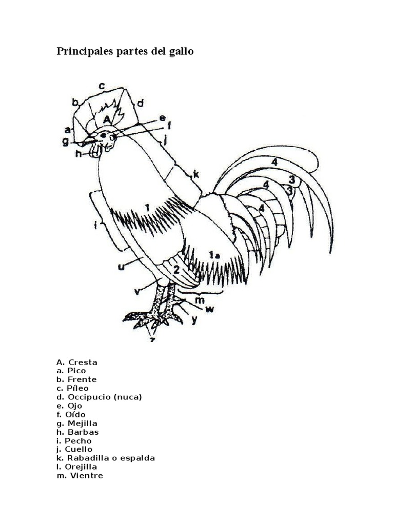 Principales Partes Del Gallo | PDF