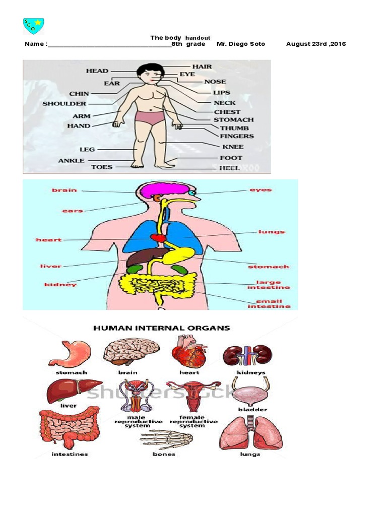 The Body Name: - 8th Grade Mr. Diego Soto August 23rd, 2016 | PDF