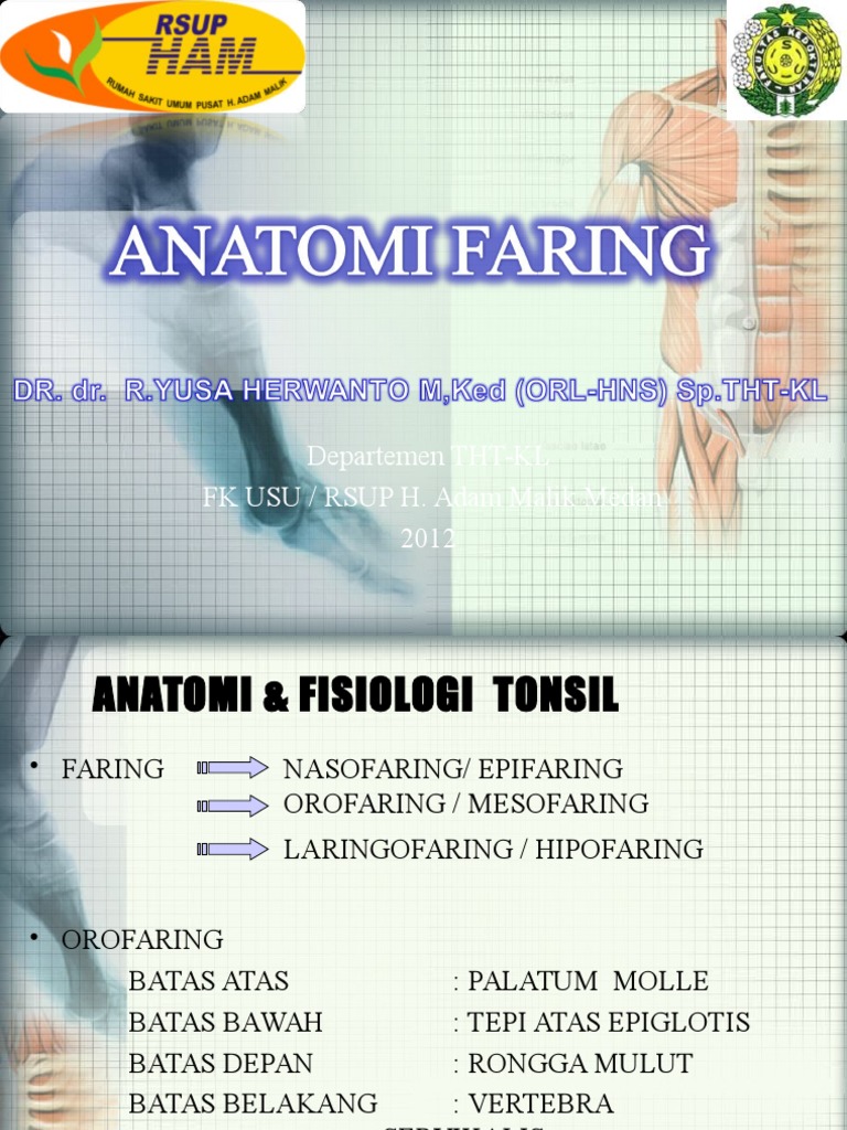 Anatomi Faring Dan Tonsilitis | PDF