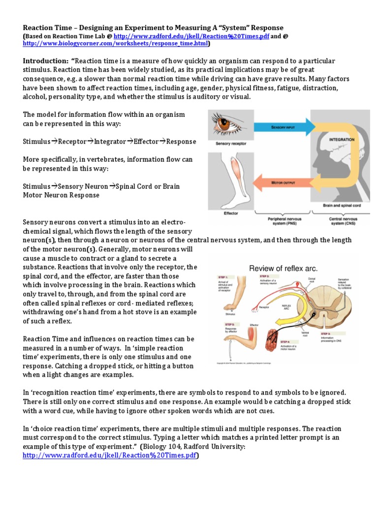 Reaction Time Lab | PDF | Stimulus (Physiology) | Neuron