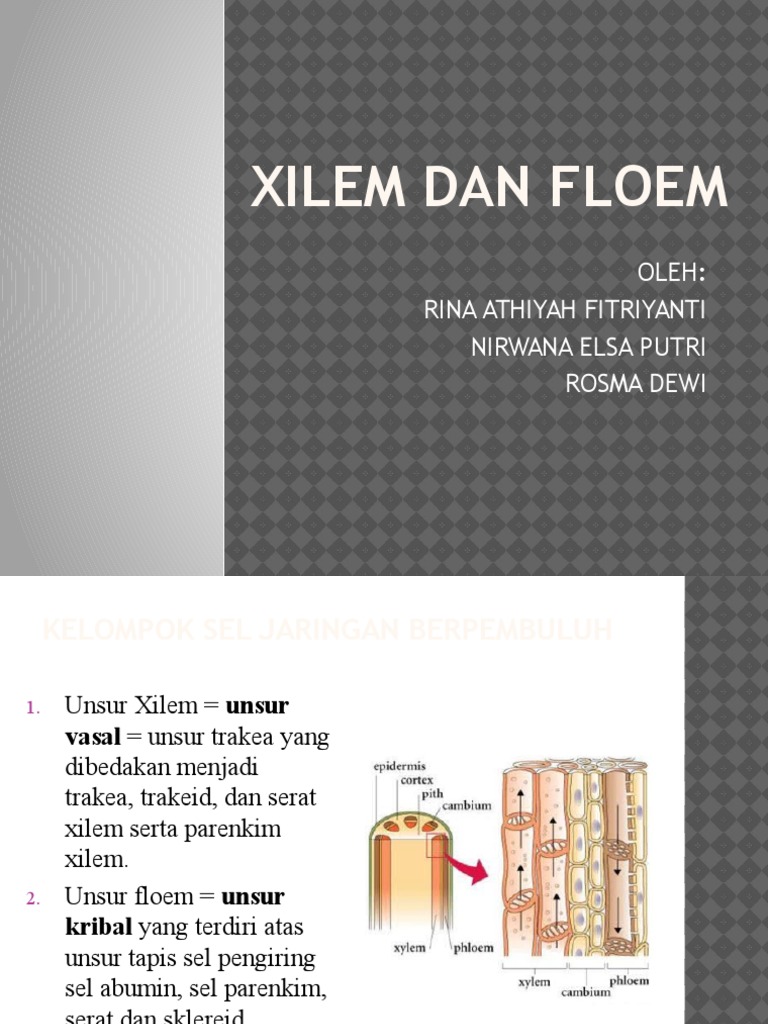 Struktur dan Fungsi Xilem-Floem | PDF