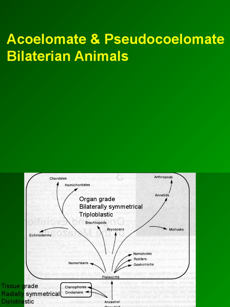 05 Animal Biology - Acoelomates & Pseudocoelomates | PDF | Nematode ...