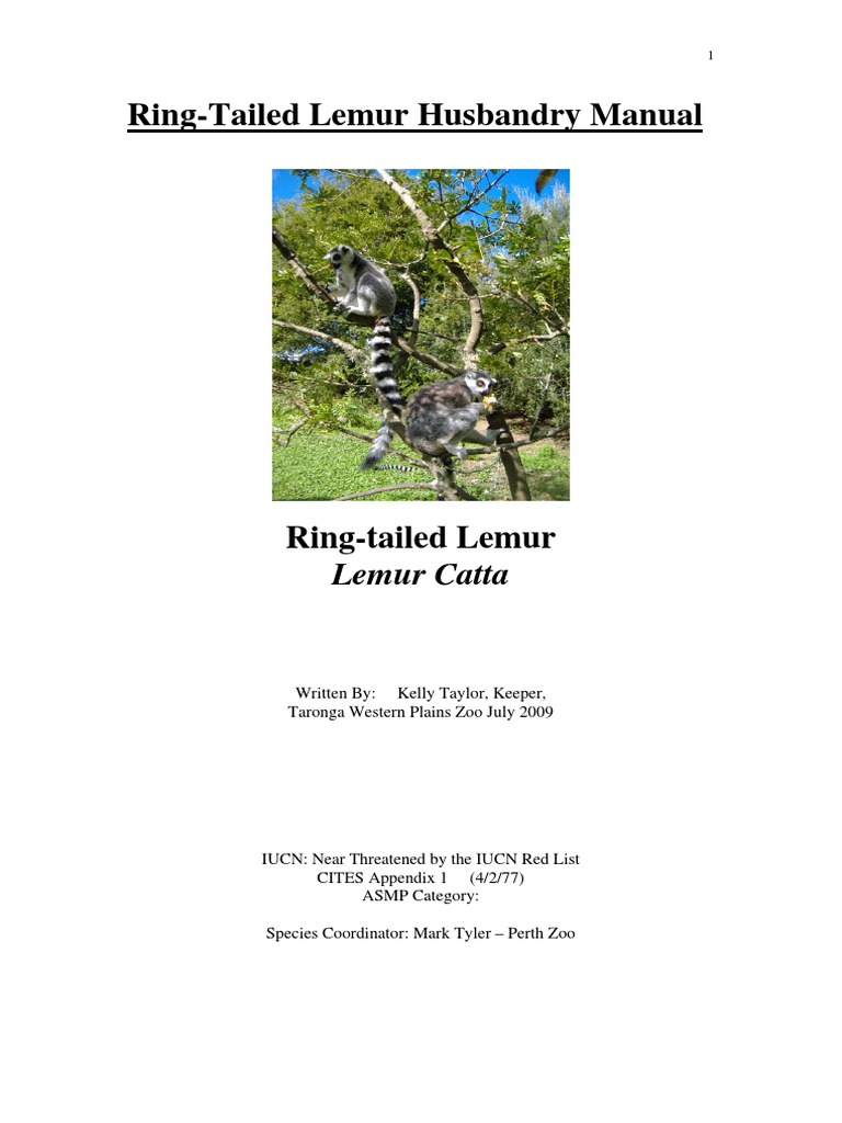 Ring Tailed Lemur | PDF | Organisms | Nature