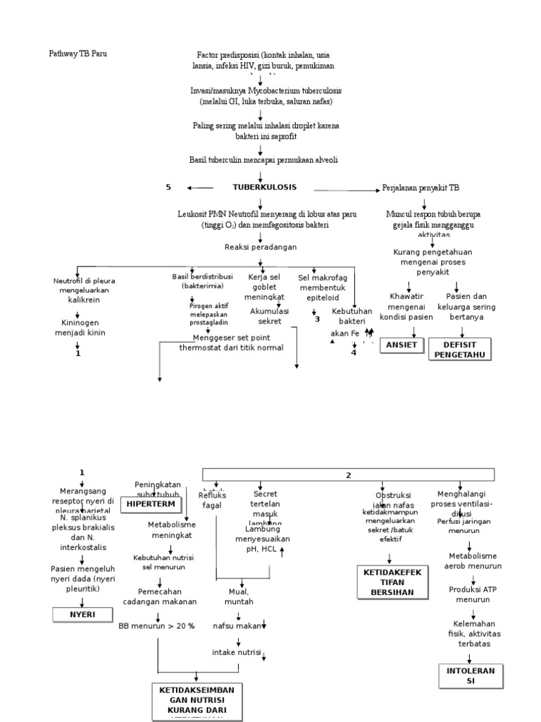 Pathway Tuberculosis | PDF