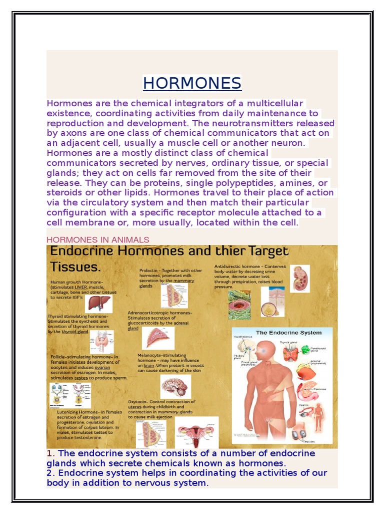 Hormones in Animals | PDF | Endocrine System | Hormone