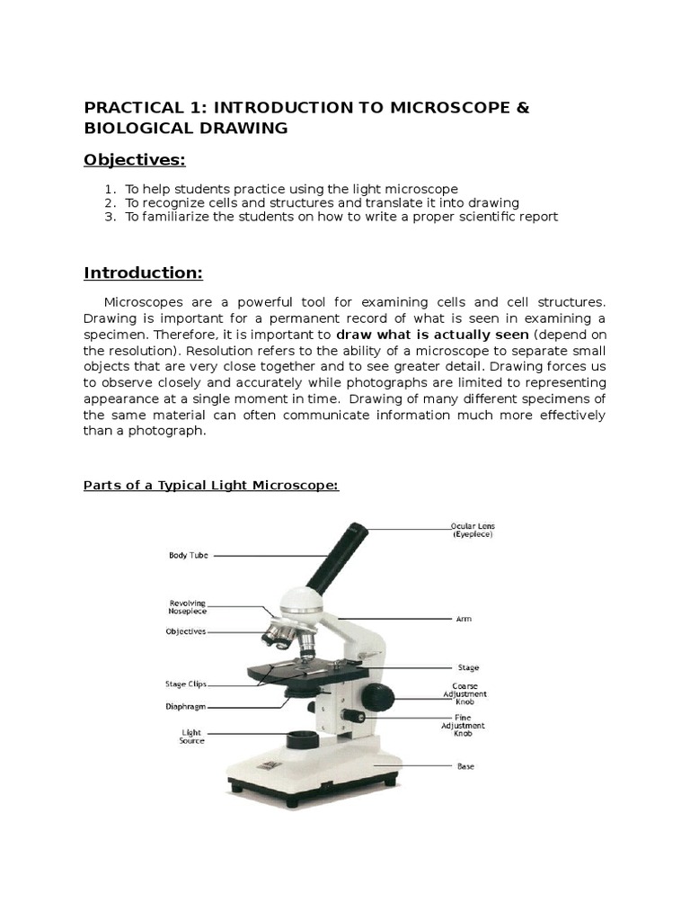 Light Microscope Drawing Worksheet