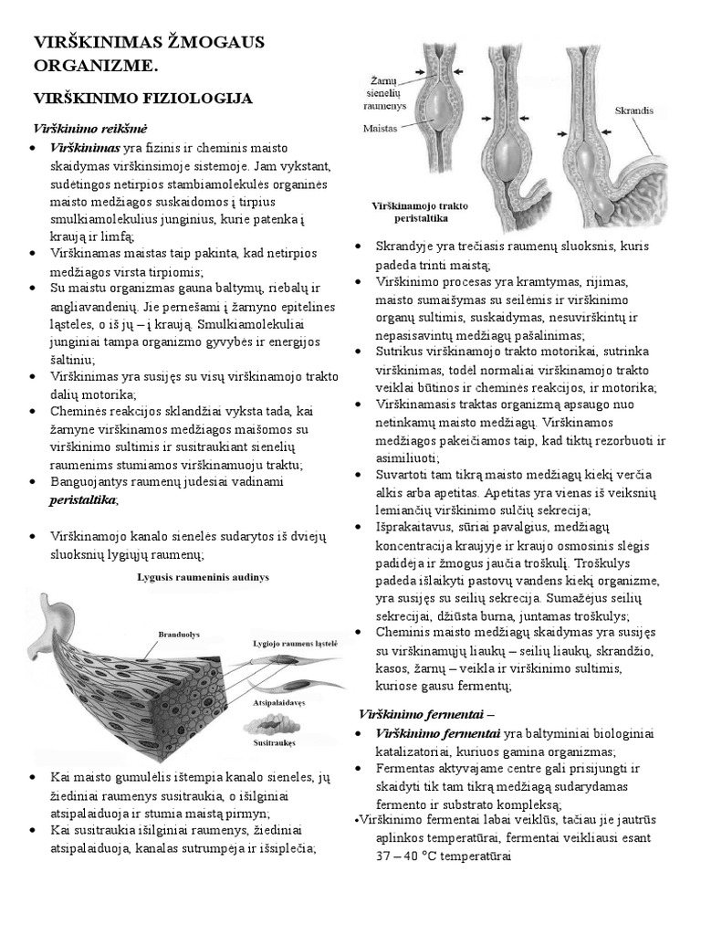 8. Virškinimas Žmogaus Organizme