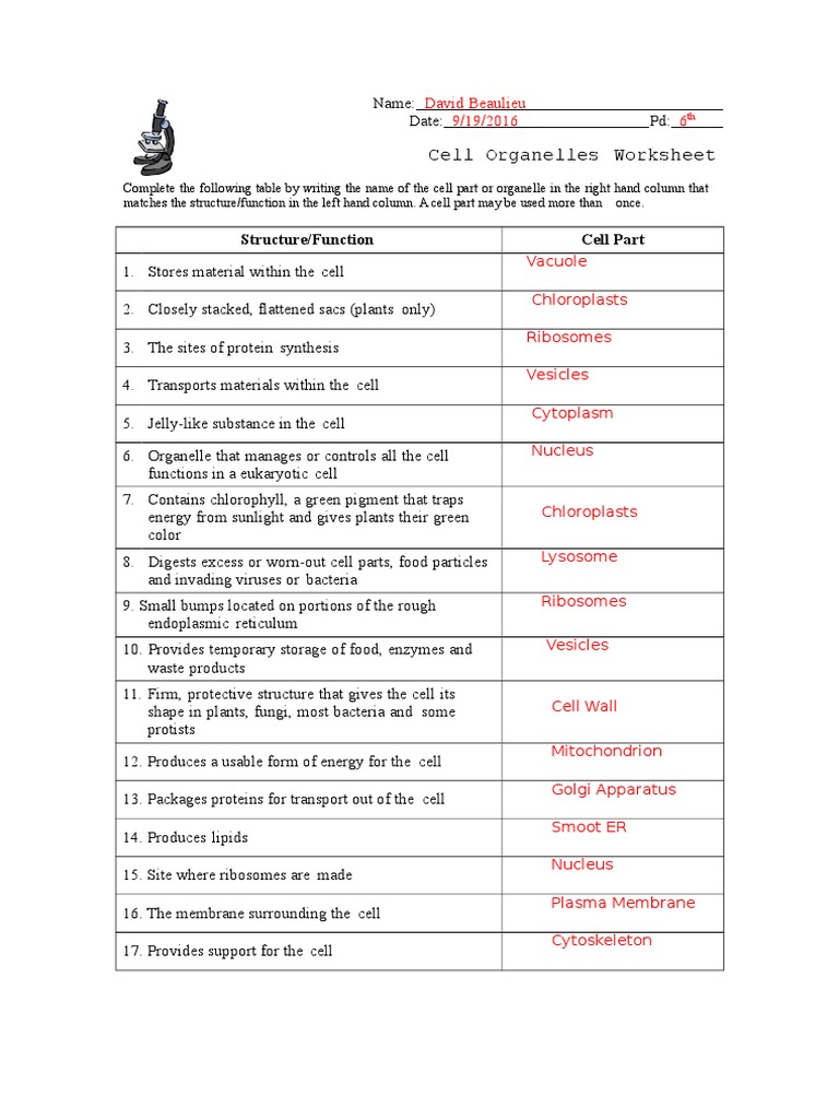 BIO - Cell Organelle WS | PDF