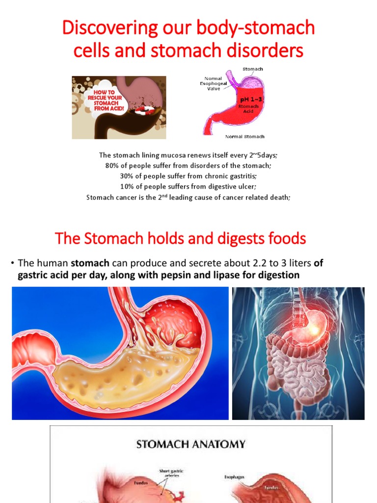 Stomach Cells and Stomach Diseases | Stomach | Digestion