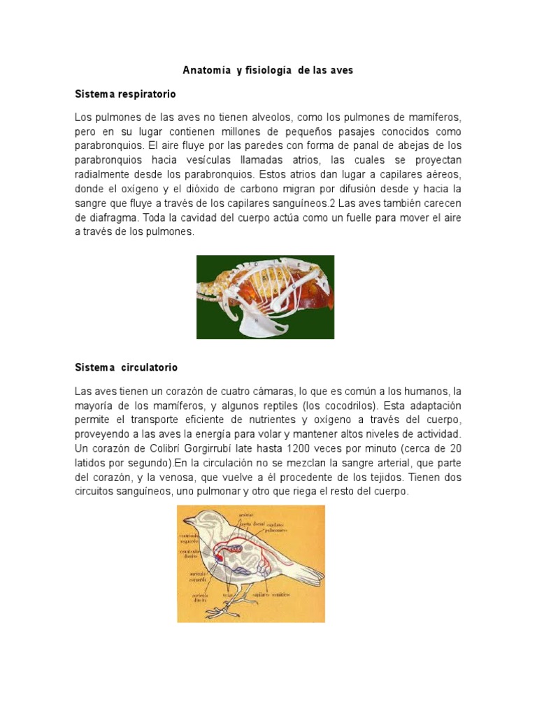 Anatomía y Fisiología de Las Aves | PDF | Pulmón | Sistema circulatorio