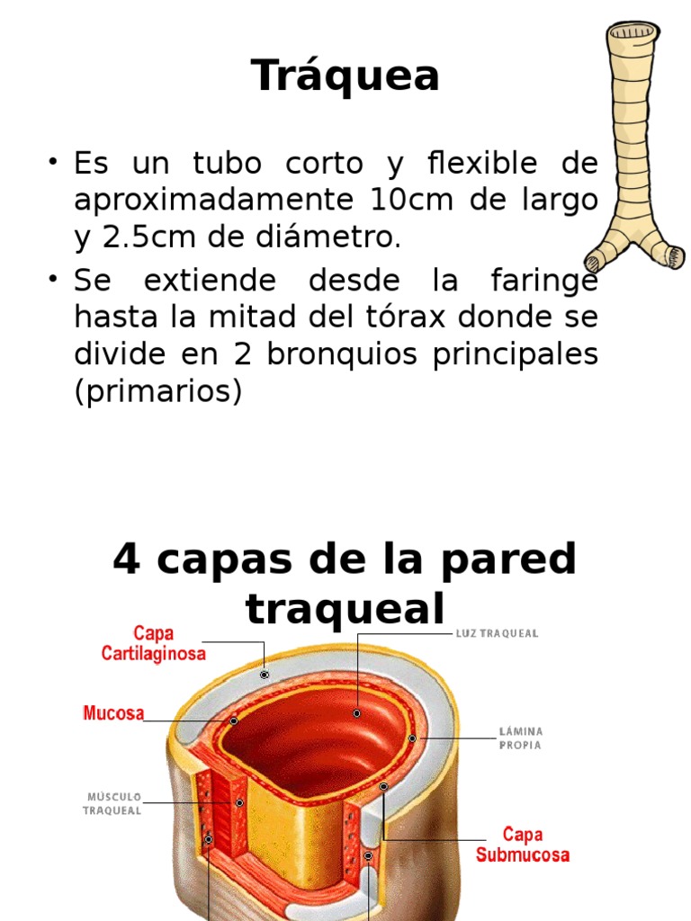 Exposicion (Tráquea) | PDF | Epitelio | Anatomía
