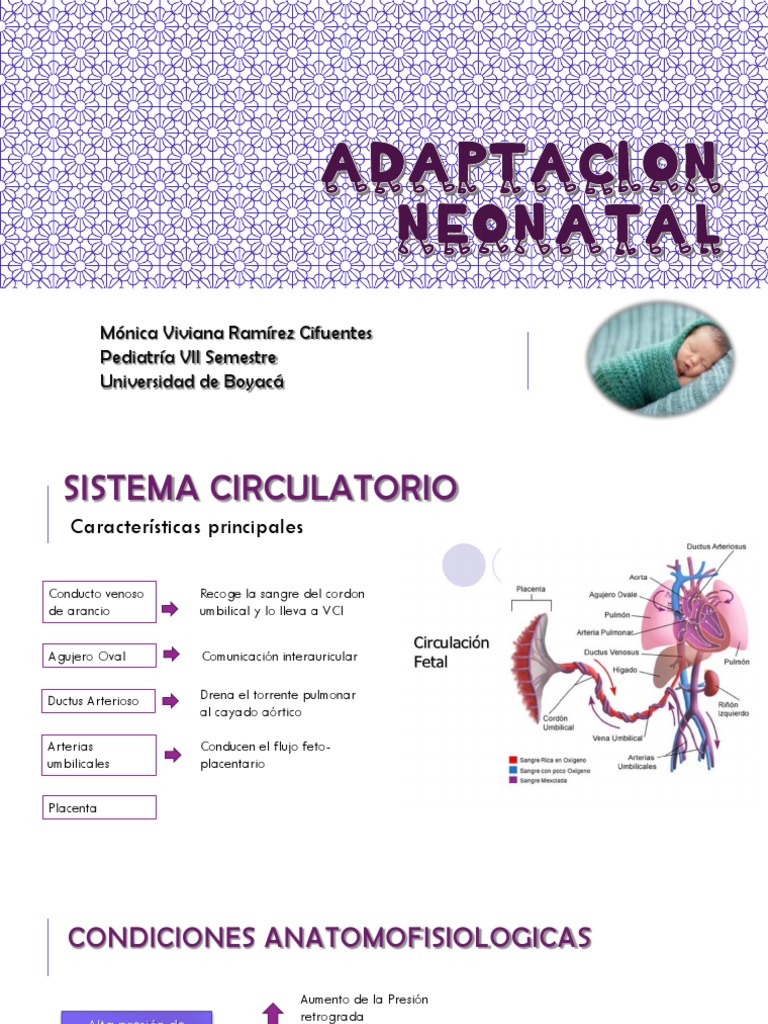 Adaptacion Neonatal | PDF | Pulmón | Anatomía