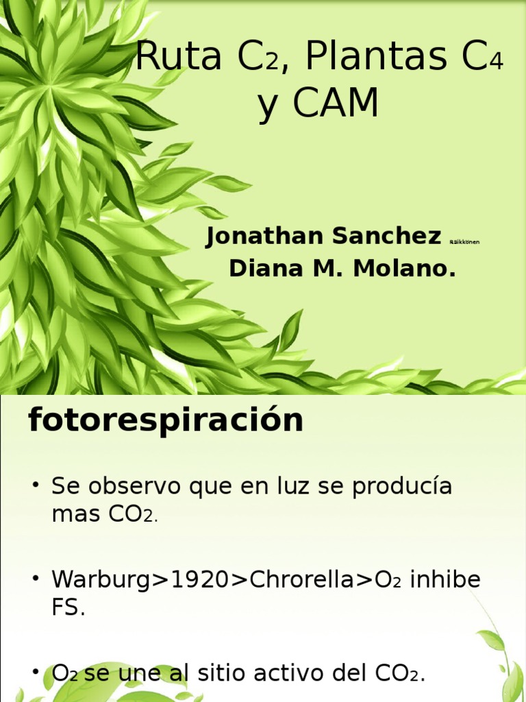 Fotosíntesis: Rutas C3, C4 y CAM | PDF | Bioquímica | Química