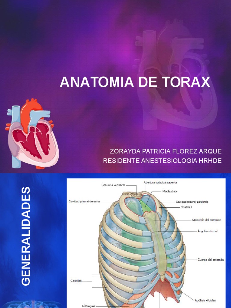 Anatomía básica del tórax: estructuras y funciones clave | PDF