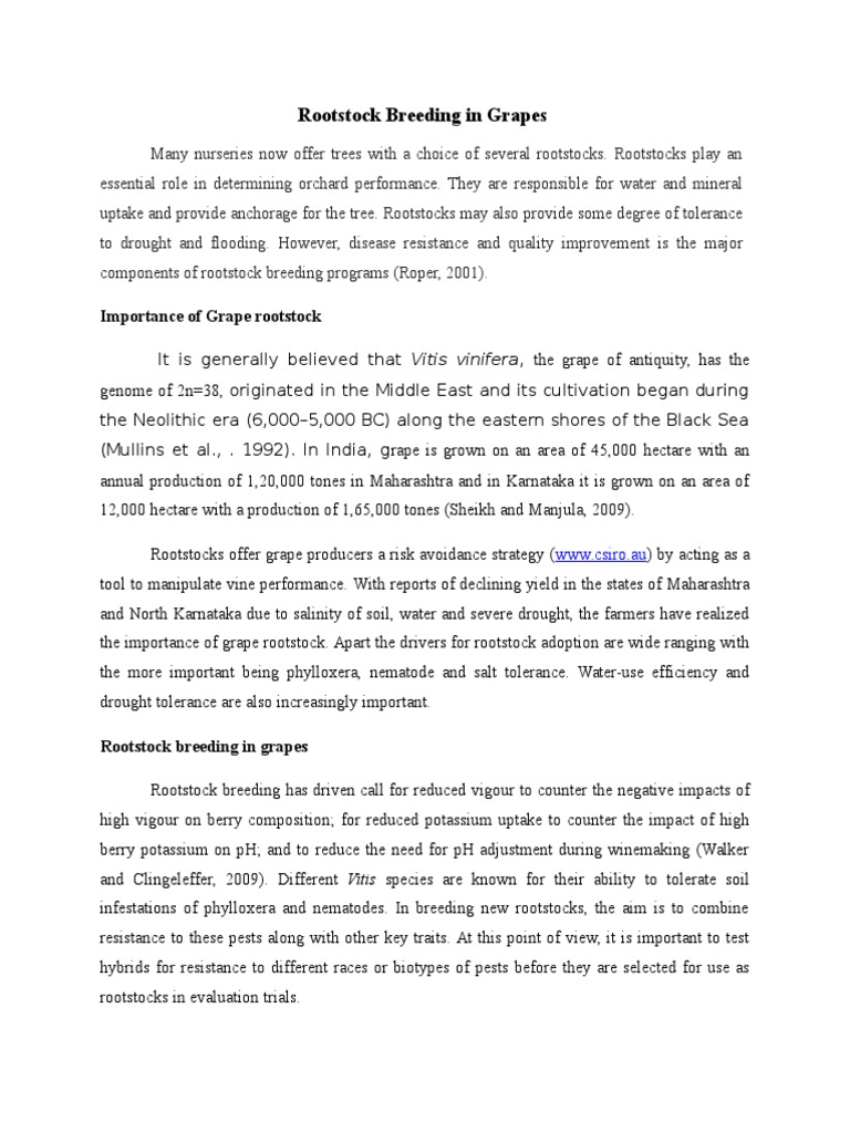 Grape Rootstock Breeding Insights | PDF | Vitis | Grape