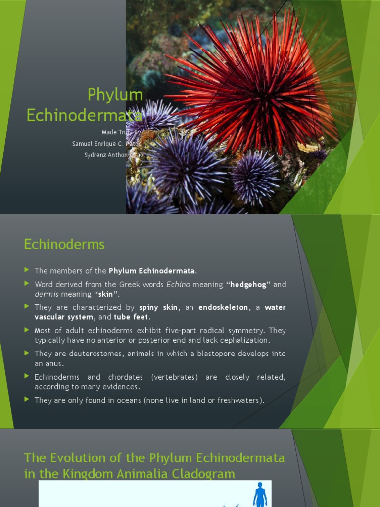 Phylum Echinodermata: Made Truly By: Samuel Enrique C. Patoc Sydrenz ...
