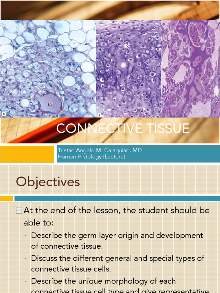 Connective Tissue Cells and Functions | PDF | Cartilage | Connective Tissue