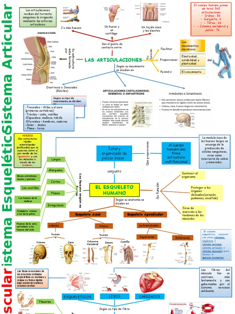 Aparatos y Sistemas Del Cuerpo Humano Mapas Mentales | Articulación ...