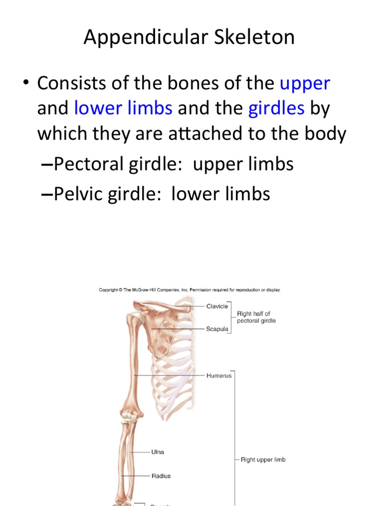Appendicular Skeleton: Upper Lower Limbs Girdles | PDF | Pelvis | Arm