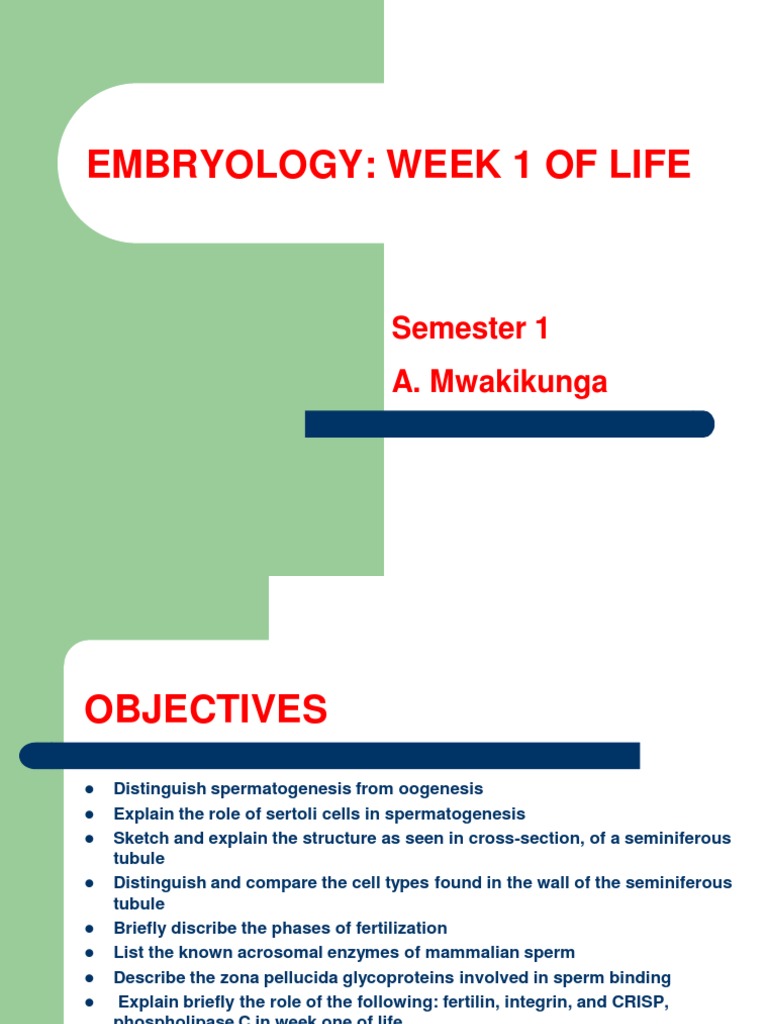 Embryology: Week 1 Overview | PDF | Implantation (Human Embryo ...