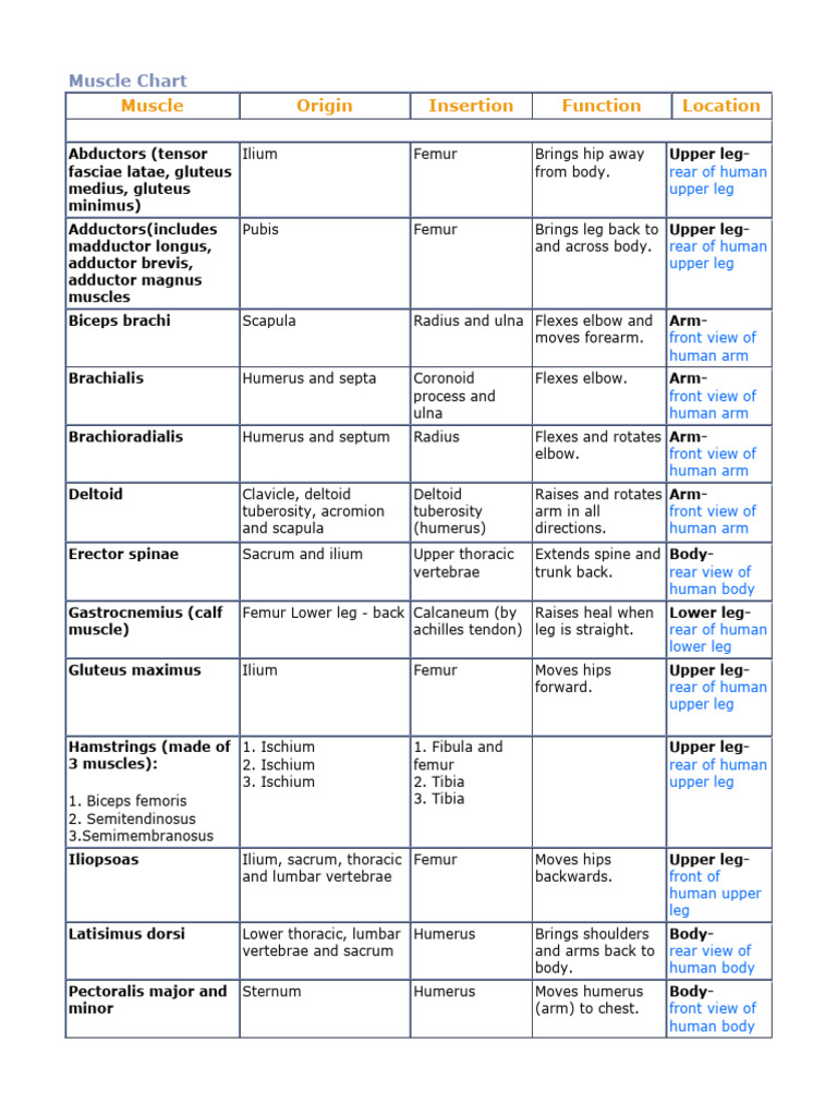 Muscle Chart Body Map PDF | PDF | Human Leg | Arm