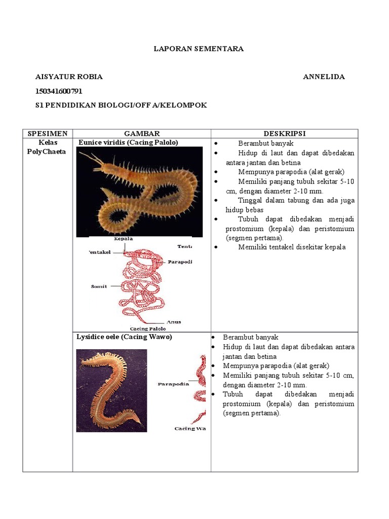 LAPORAN SEMENTARA Annelida | PDF
