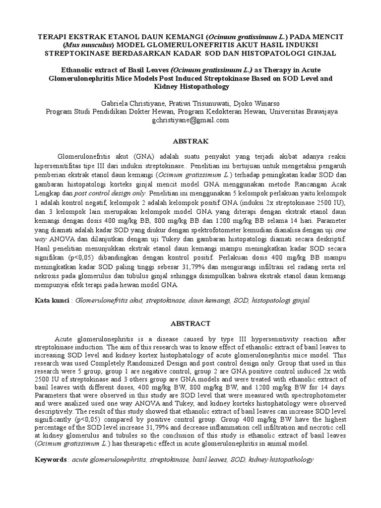 Jurnal Skripsi Terapi Glomerulonefritis Akut Dengan Ekstrak Daun Kemangi | PDF