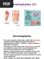 Dermatophyte Identification Chart | PDF | Fungus | Mycology
