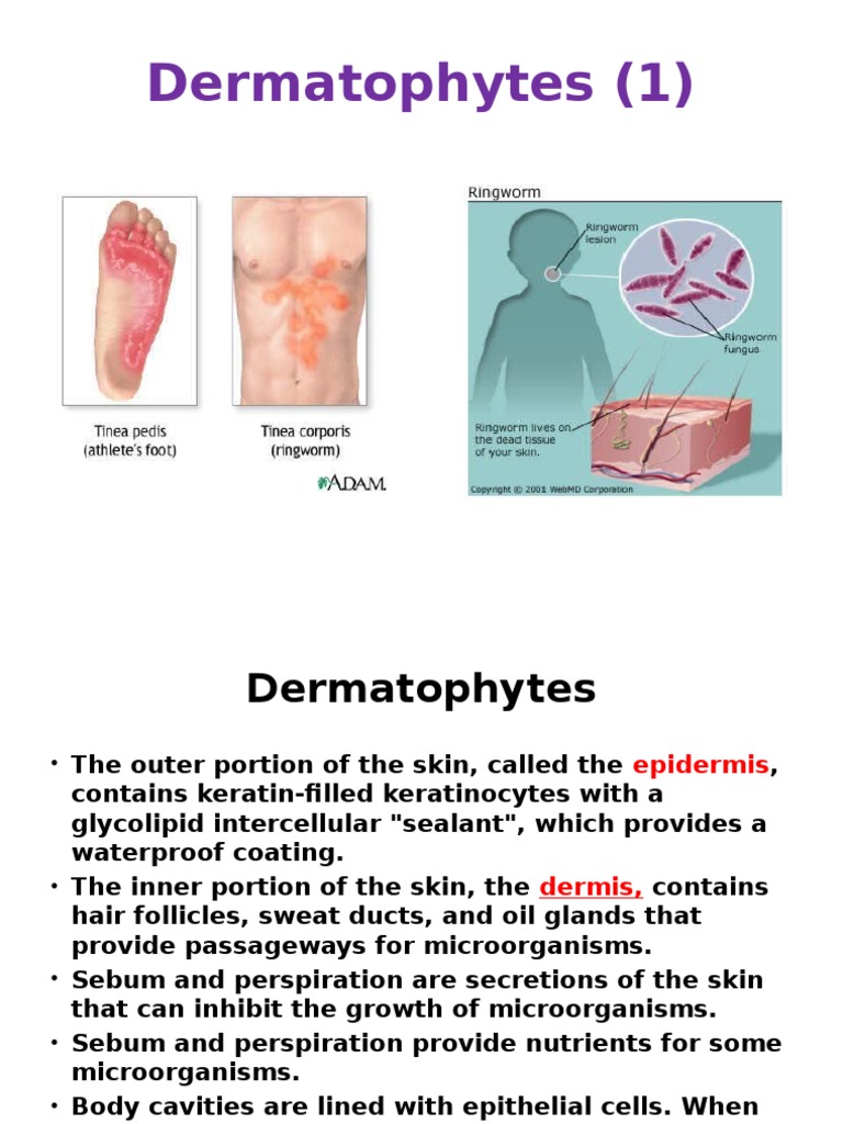 Myco - 05 - Dermatophyte & Asperagillus | PDF | Aspergillus | Infection