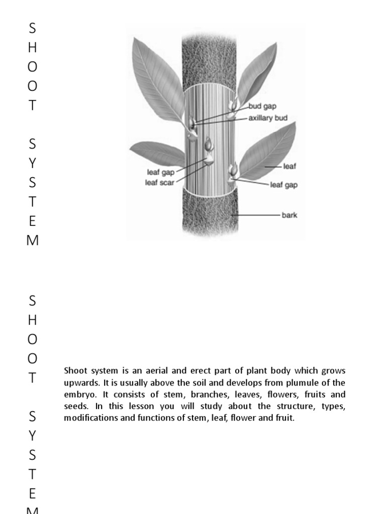 Shoot System - Stem, Leaf.pdf | Bark | Plant Stem