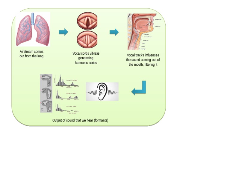 Sound Pathway | PDF