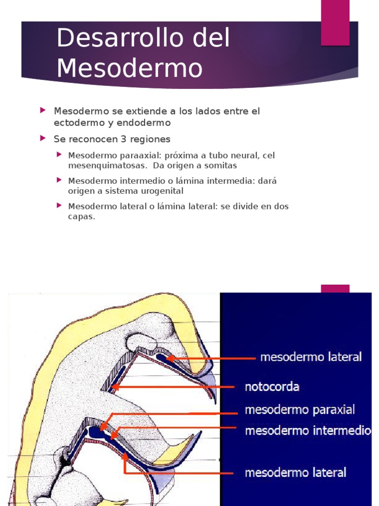 MESODERMO | PDF