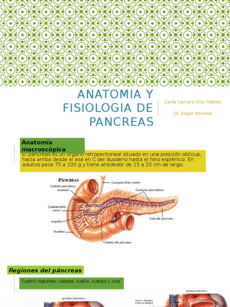 Anatomia y Fisiologia de Pancreasan | PDF | Páncreas | Gastroenterología