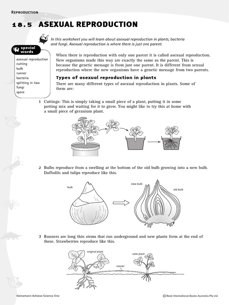 8HW Asexual Reproduction in Plants | PDF | Reproduction | Spore