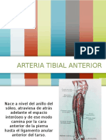 Tibia Presentacion | PDF | Anatomía humana | Anatomía del miembro inferior