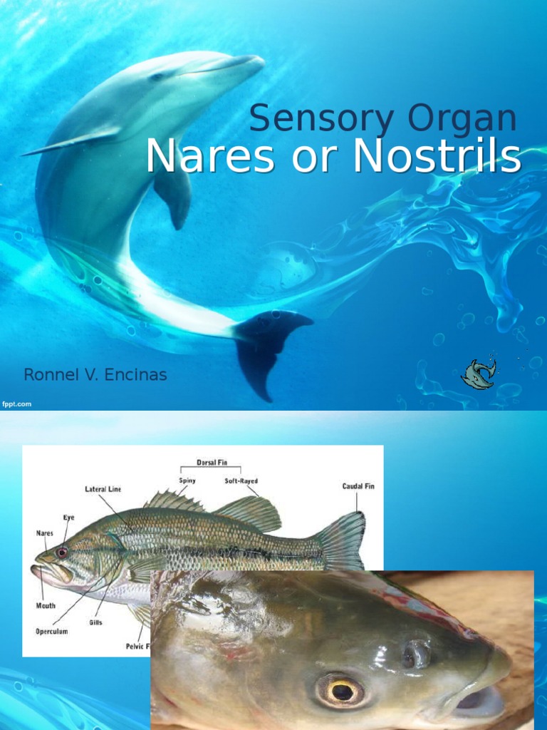 Nares or Nostrils | PDF | Olfaction | Fish