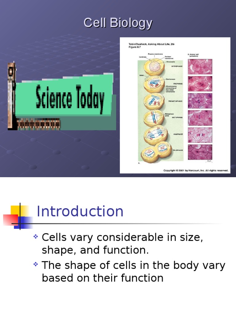 Cell Biology | PDF | Endoplasmic Reticulum | Mitosis