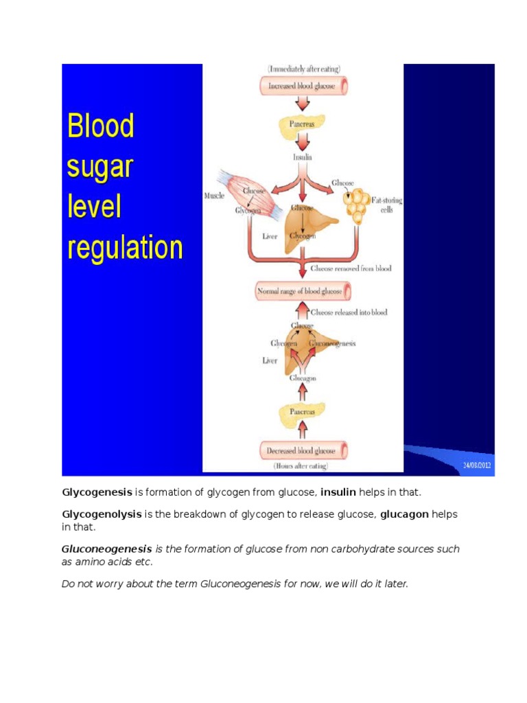 Blood Sugar Homeostasis | PDF | Self-Improvement | Wellness