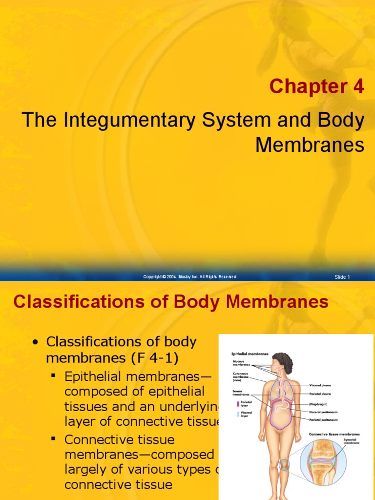 The Integumentary System and Body Membranes: Slide 1 | PDF | Epithelium ...