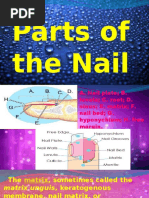 Nail Anatomy and Functions Worksheet | PDF | Nail (Anatomy ...