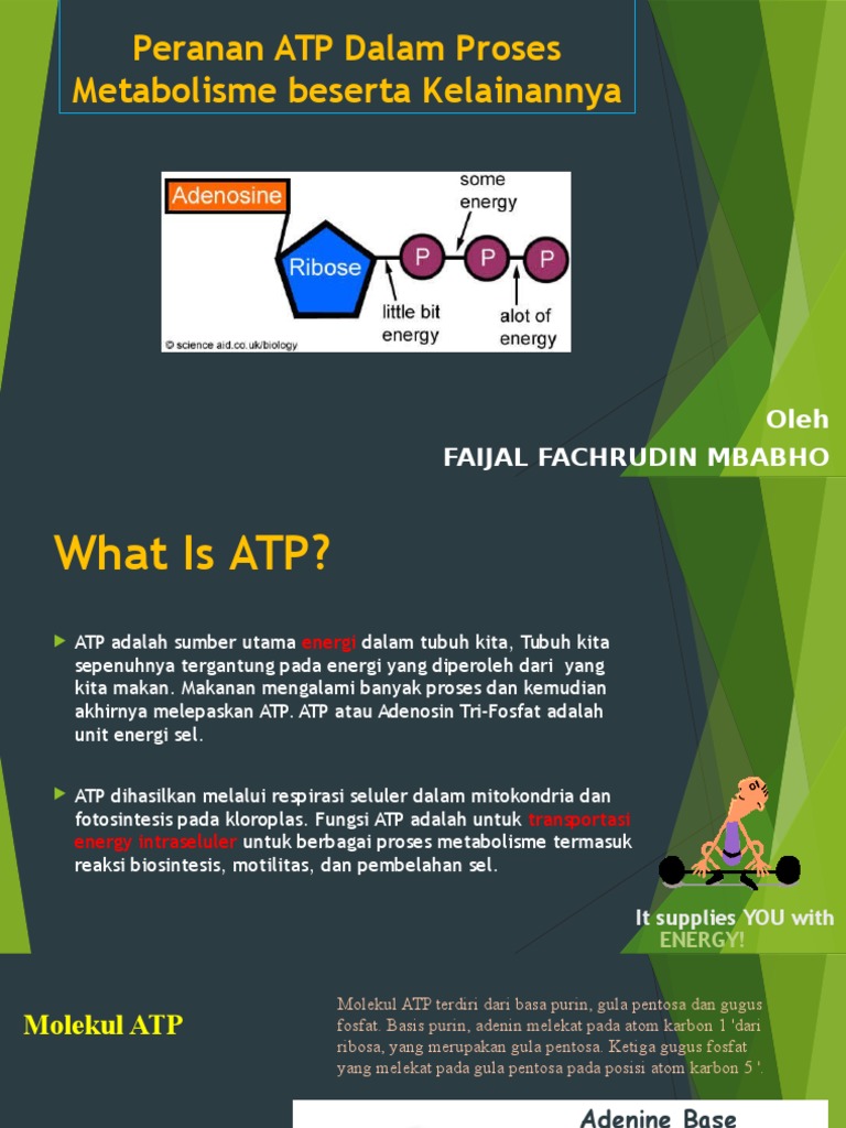 Peranan ATP Dalam Proses Metabolisme Beserta Kelainannya | PDF