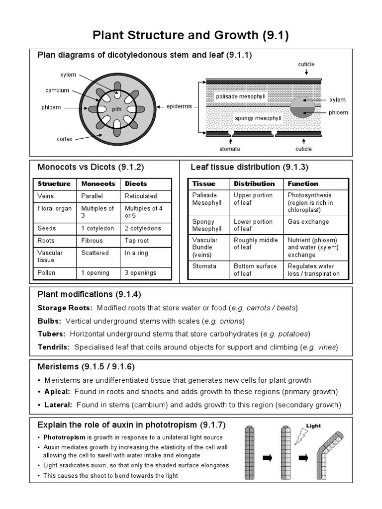 9.1 Plant Structure and Growth | PDF