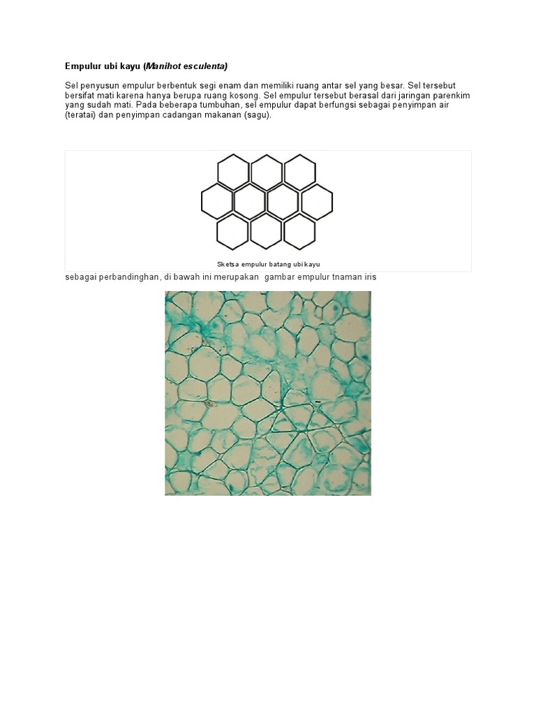 Empulur Ubi Kayu | PDF