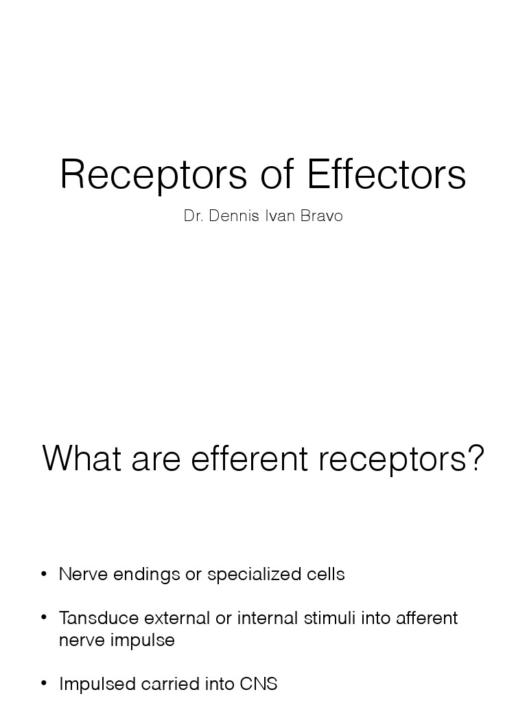 Receptors of Effectors | PDF | Somatosensory System | Muscle