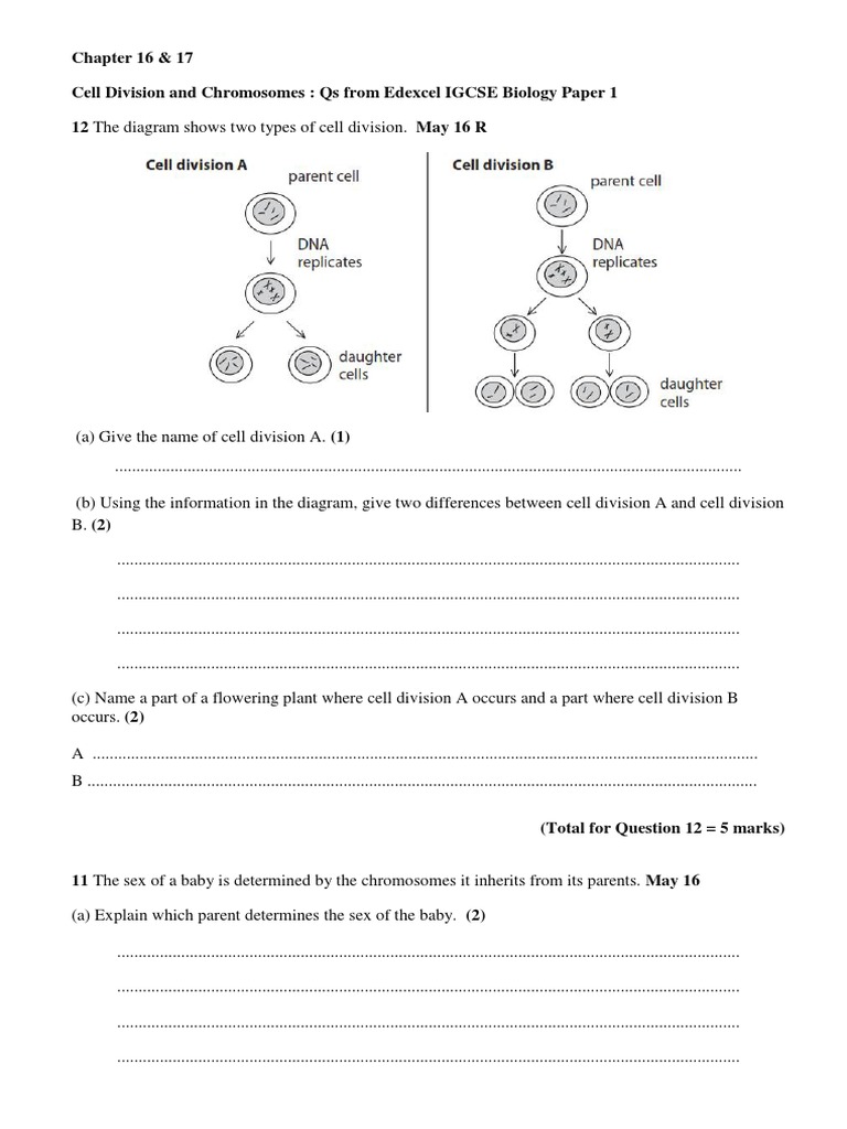 Cell Division and Chromosomes | PDF