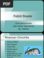 ARBA Recognized Rabbit Breeds Guide | PDF | Animal Breeds | Mammals As Pets