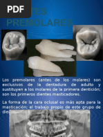 Segundo Molar Inferior | PDF | Ramas de Odontología | Boca