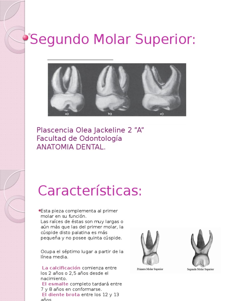 Anatomía del Segundo Molar Superior | PDF | Boca | Naturaleza