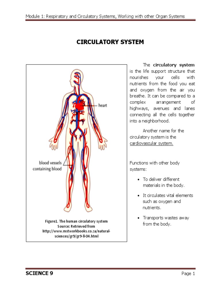 The Circulatory System | PDF