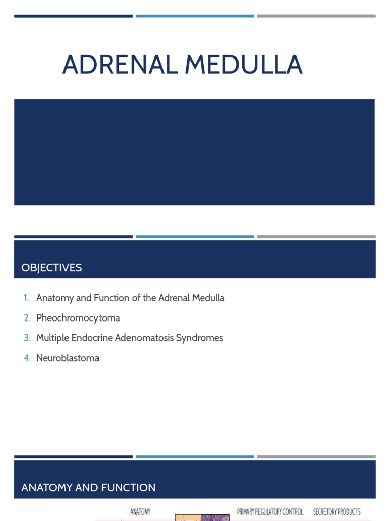Adrenal Medulla Disorders Overview | PDF | Glands | Organ (Anatomy)